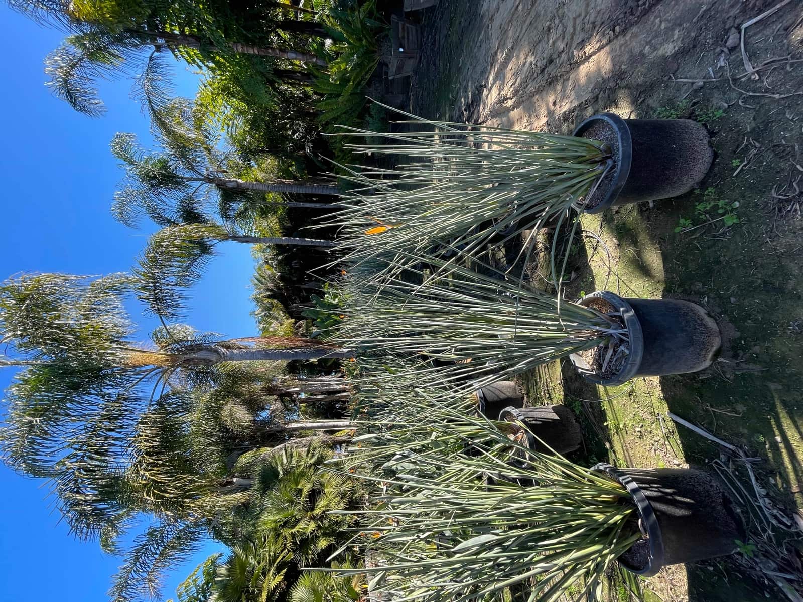 Strelitzia juncea — Leafless Bird of Paradise — @ Sea Crest Nursery