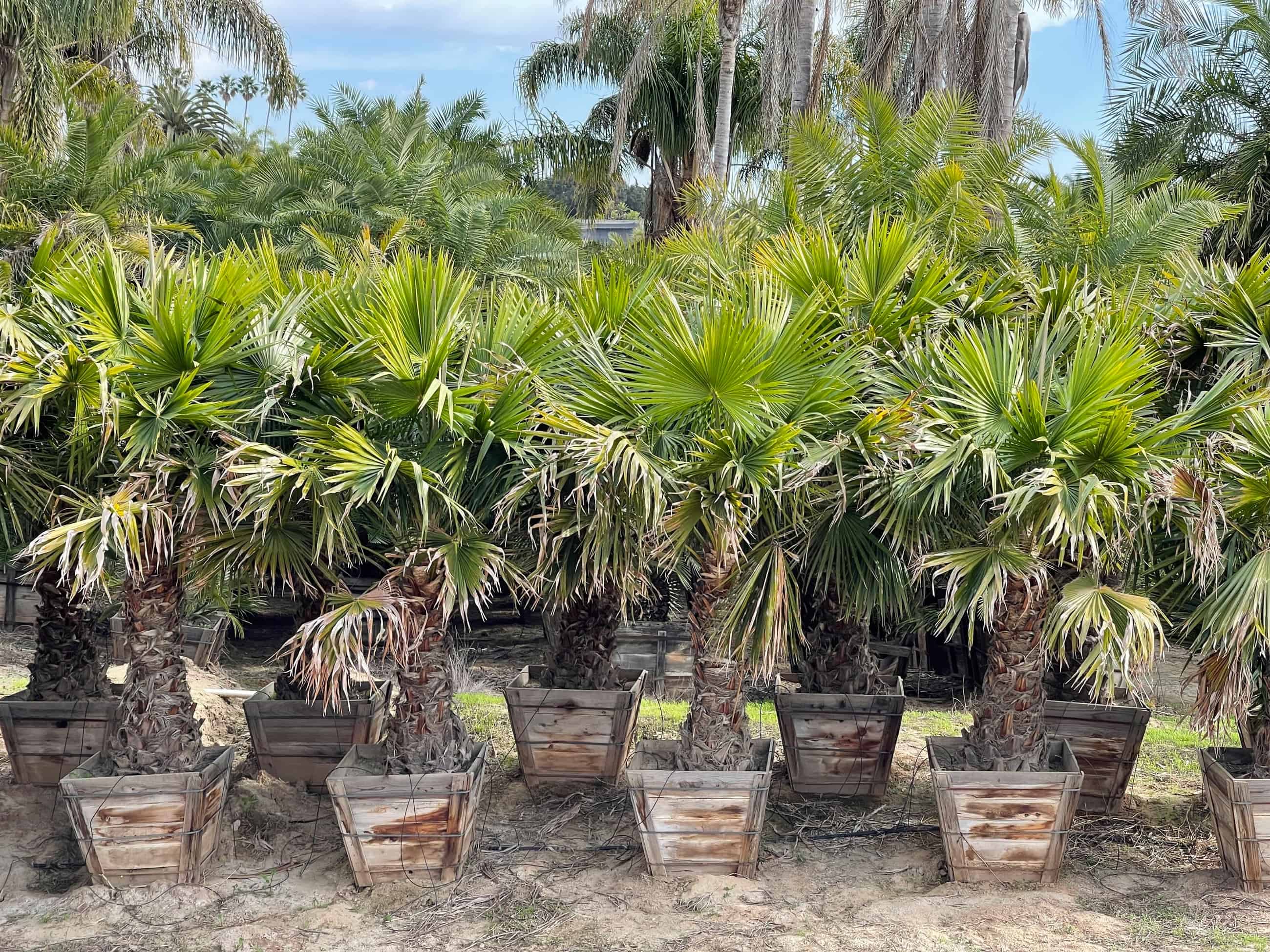 Livistona saribus — Taraw Palm — @ Sea Crest Nursery