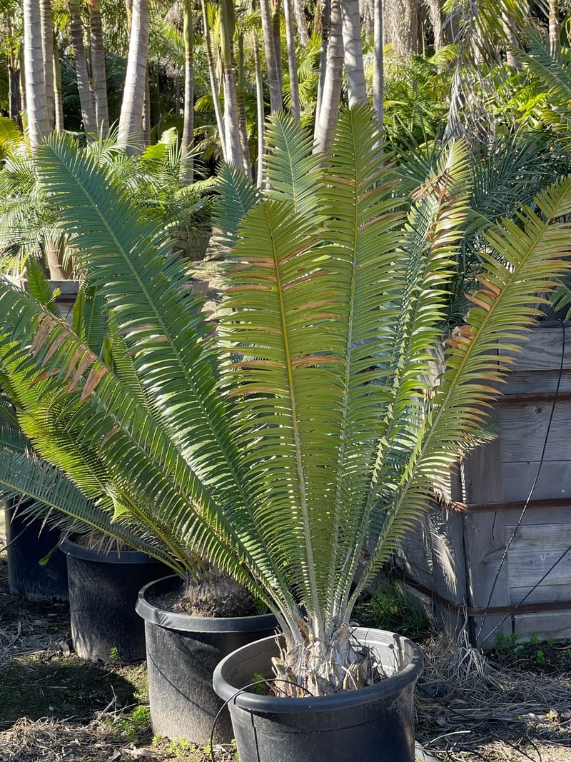Dioon spinulosum — Giant Dioon — @ Sea Crest Nursery