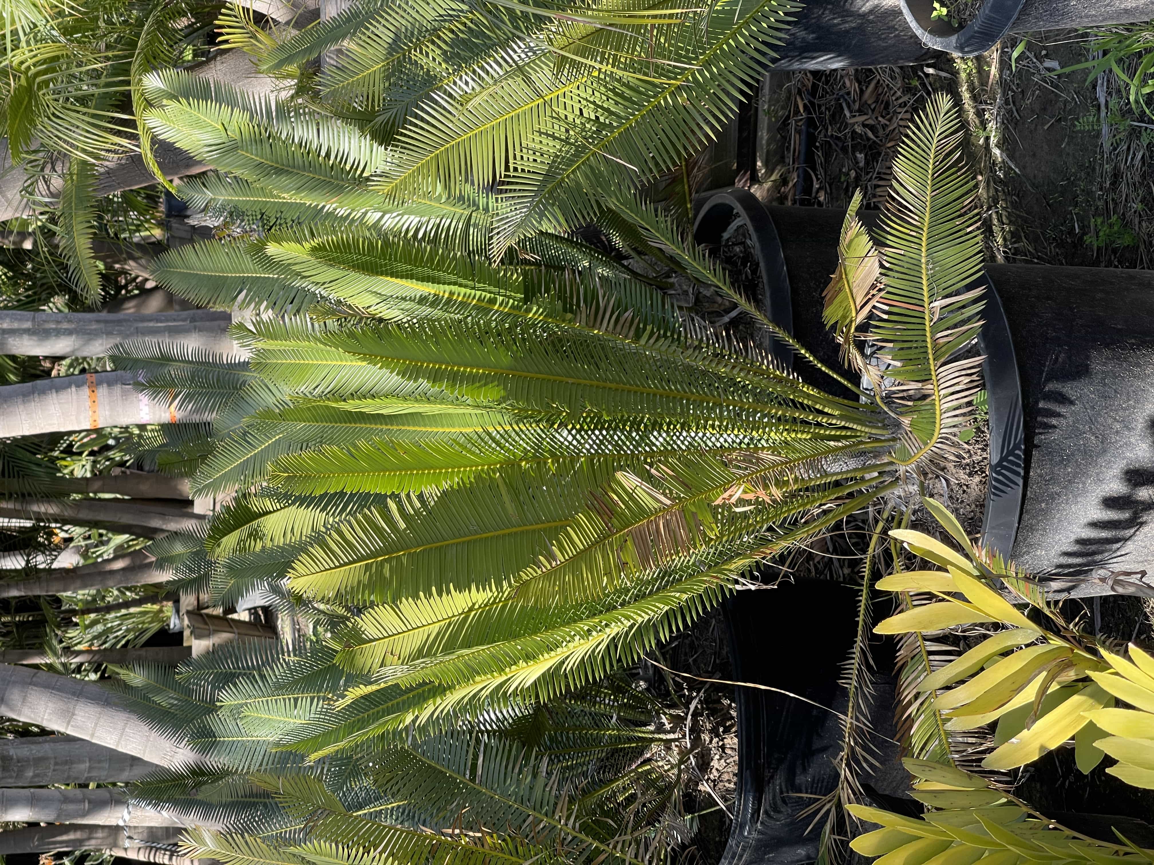 Dioon edule — Chestnut Dioon — @ Sea Crest Nursery