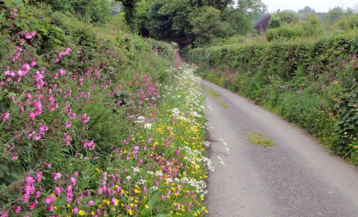 Knowledge Base: Give your hedge a few inches - North Devon Biosphere