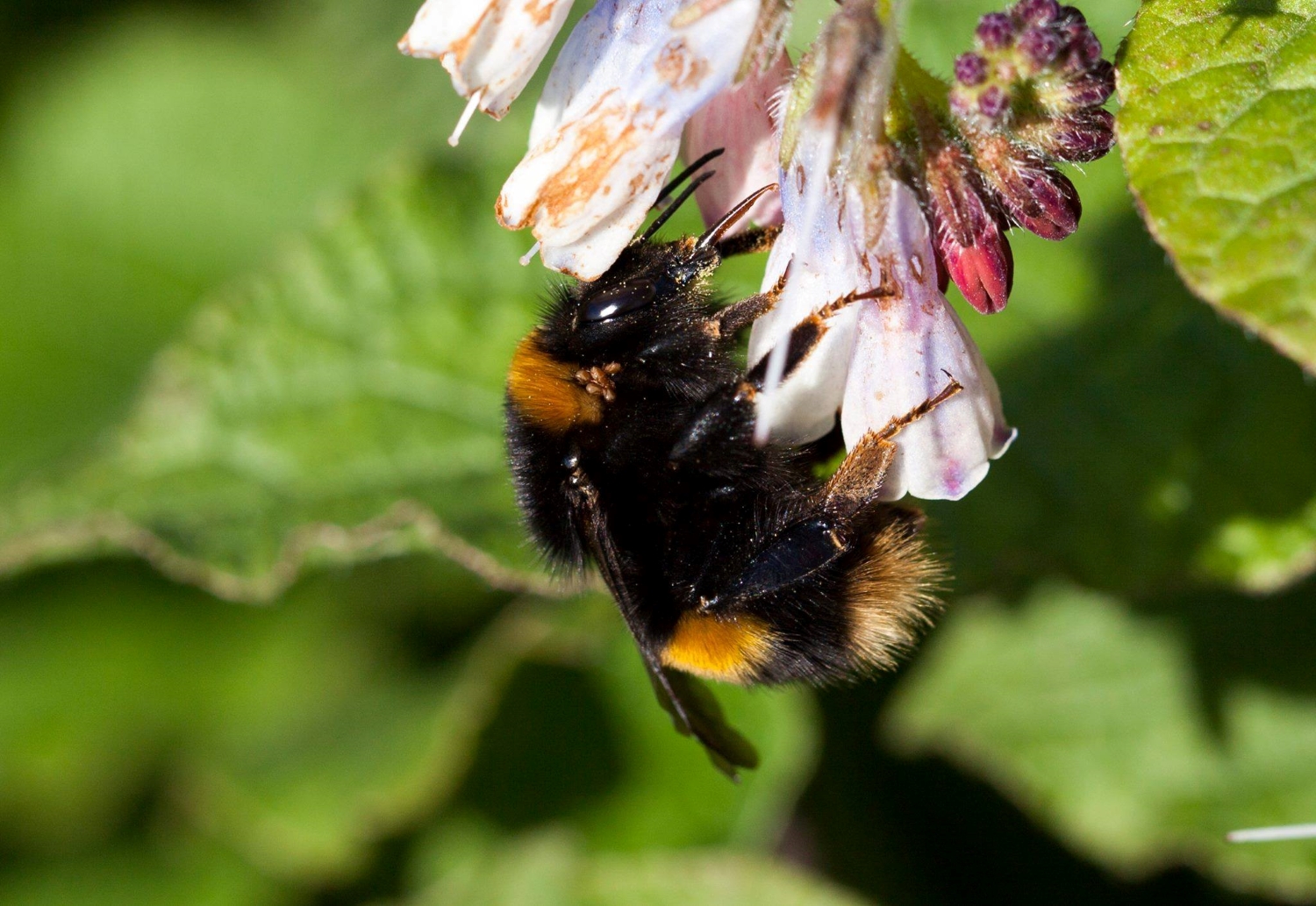 Knowledge Base: Garden for insects - North Devon Biosphere