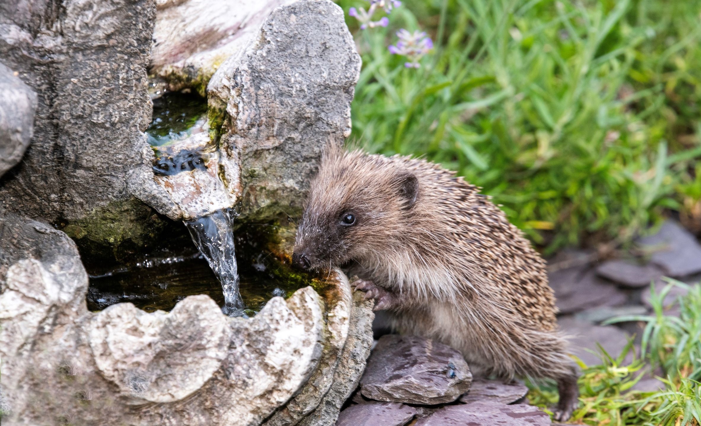 Help our Hedgehogs - North Devon Biosphere