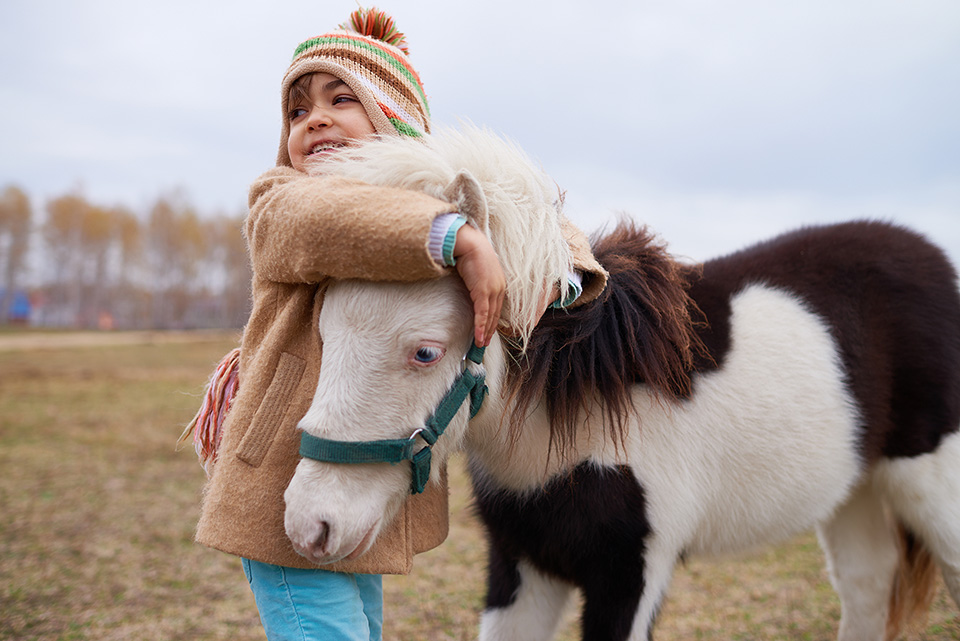 A Horse In The House
