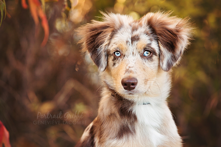 Séance photos avec un chiot