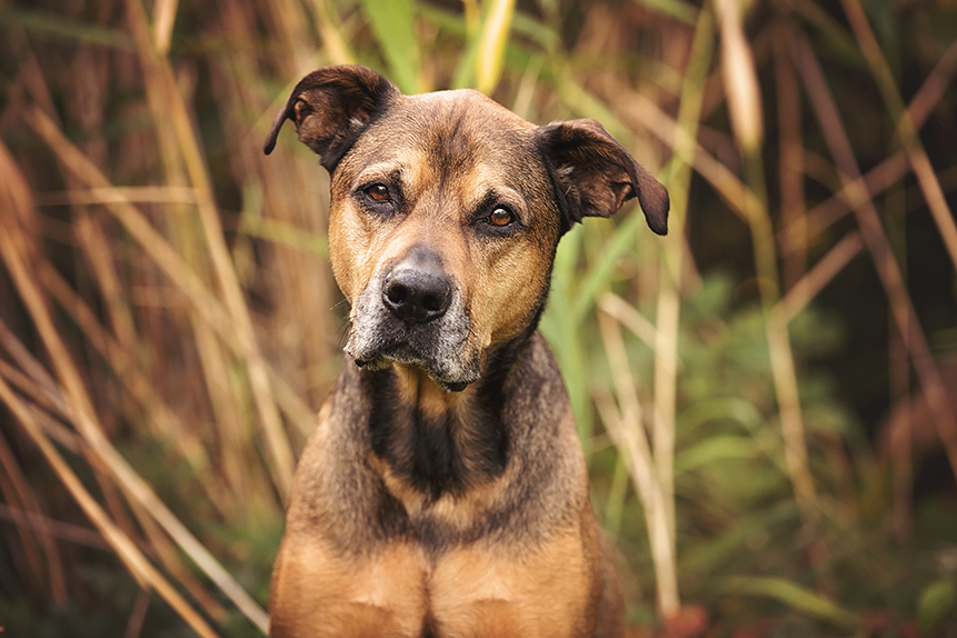 Session de photos avec un chien