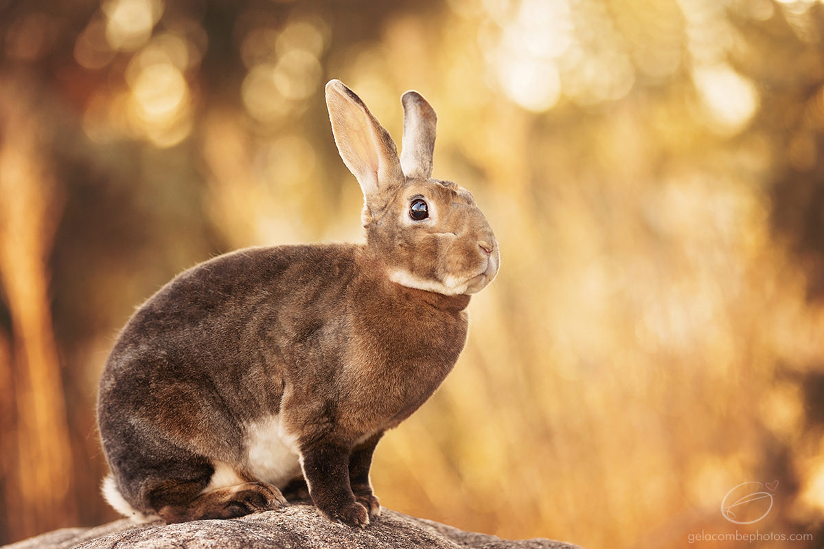 Photos de lapin domestique