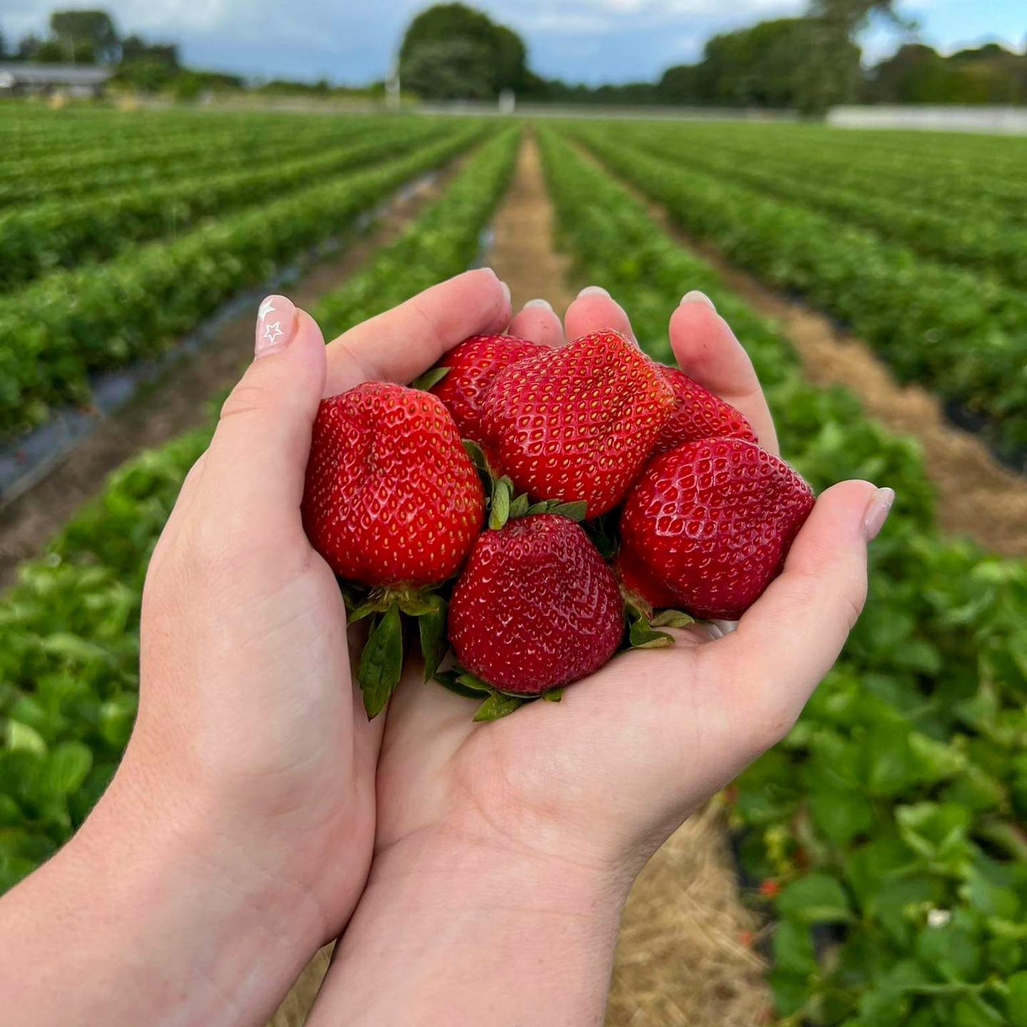 Pick Your Own Berries | Hamilton, Waikato