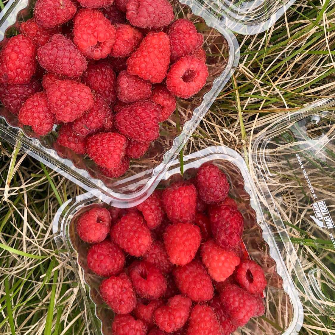 Ruakura Berry Shop | Newstead, Hamilton