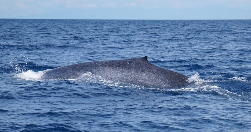 An endangered pygmy blue whale was spotted in the Bohol Sea