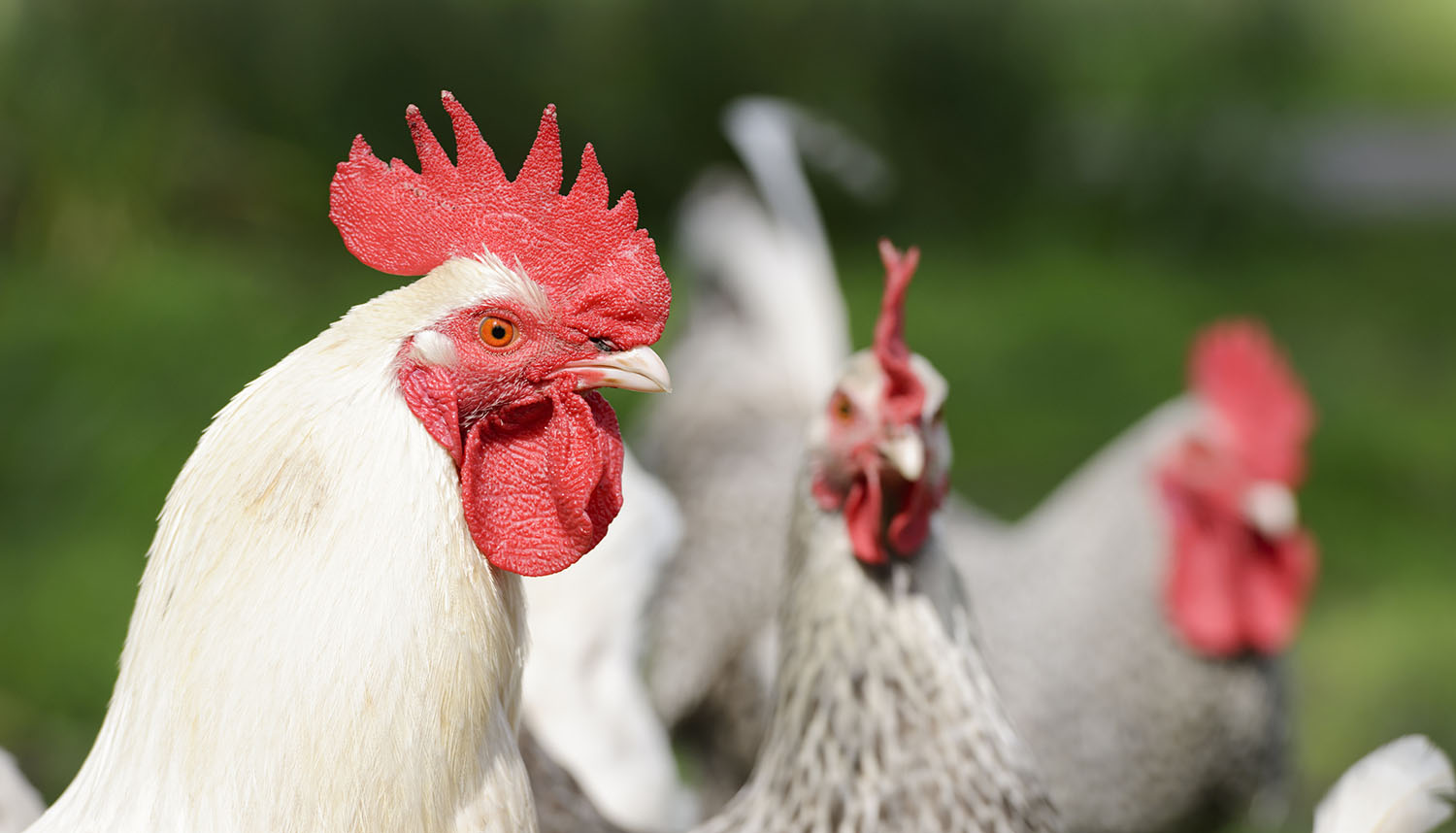 Reich Poultry Farm | Live Chick Delivery