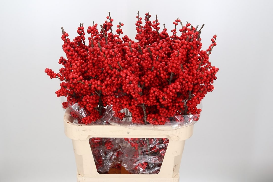 Red Ilex