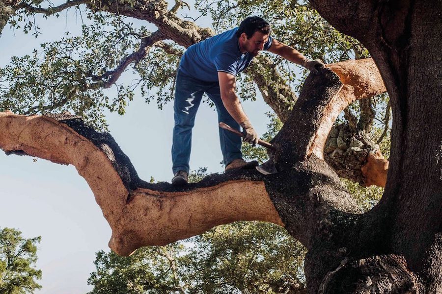 An architect’s guide to cork flooring
