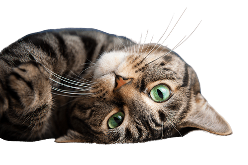 Behind the Exam: FeLV FIV HW Snap Tests | The Cat's Meow Veterinary ...