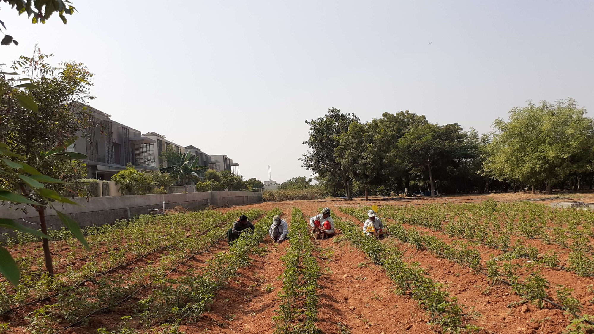 Blogs by Organo on Sustainable Farming and Rurban Life