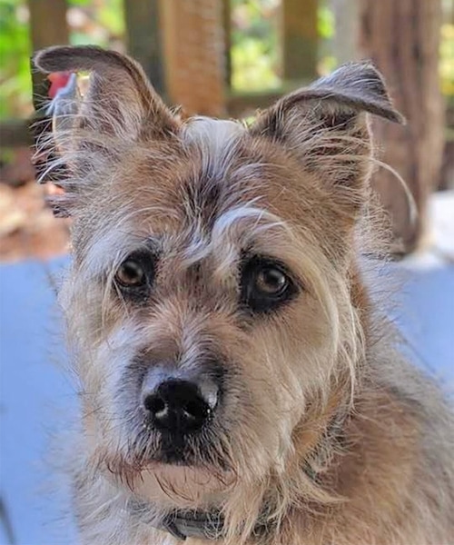 Andy's Paw Prints Custom Pet Portraits