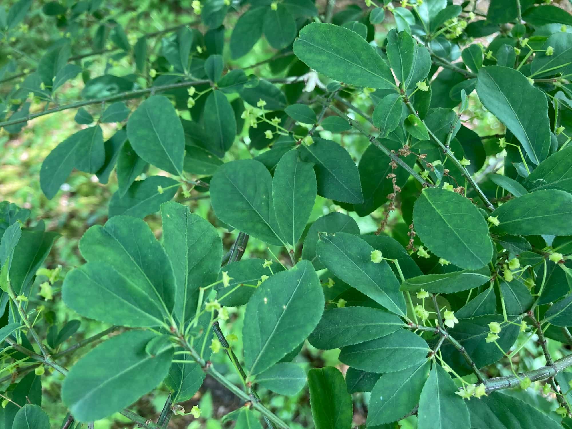 About invasive non-native plants in Simsbury