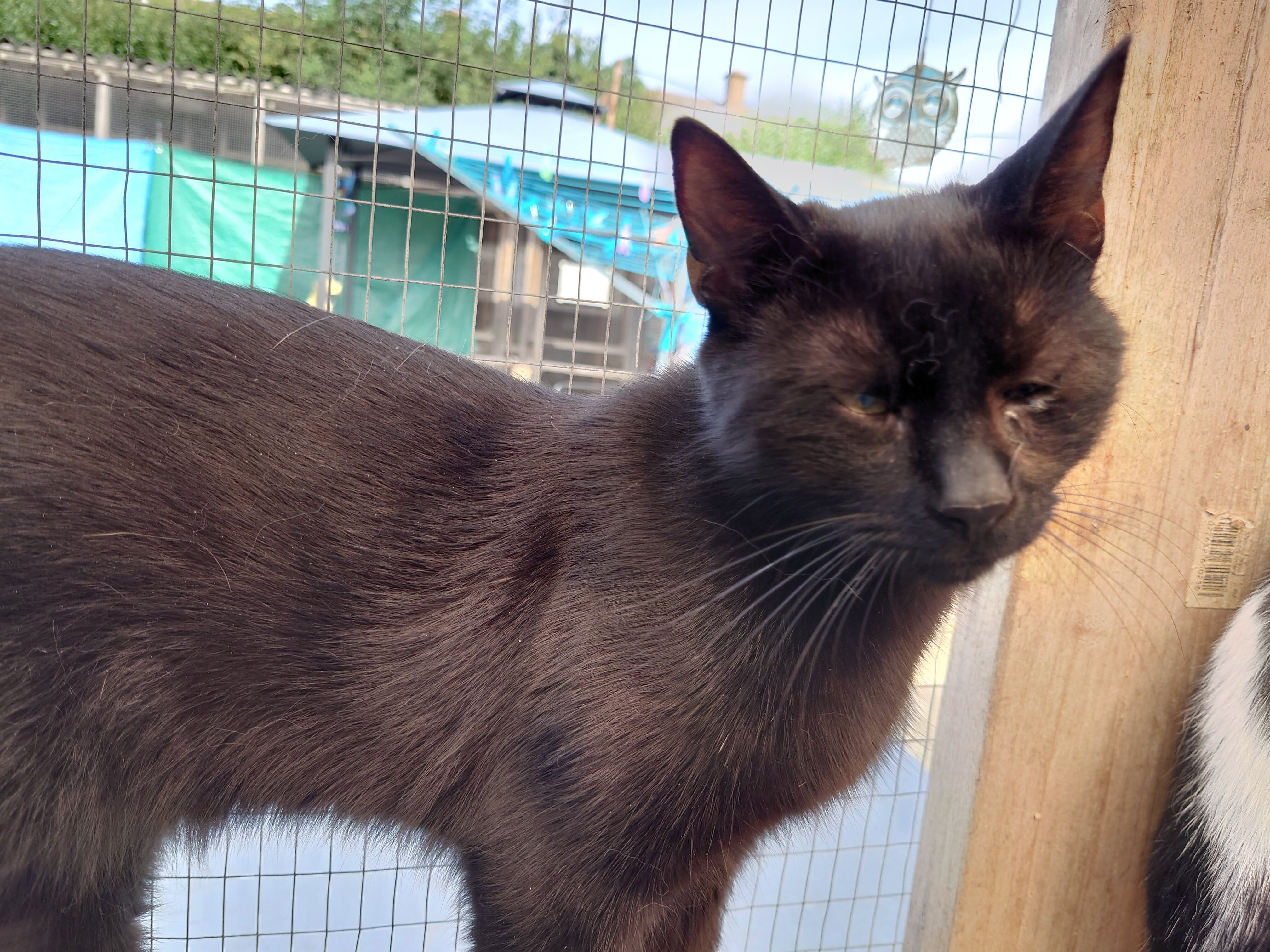 old Cat : Needs Sponsor