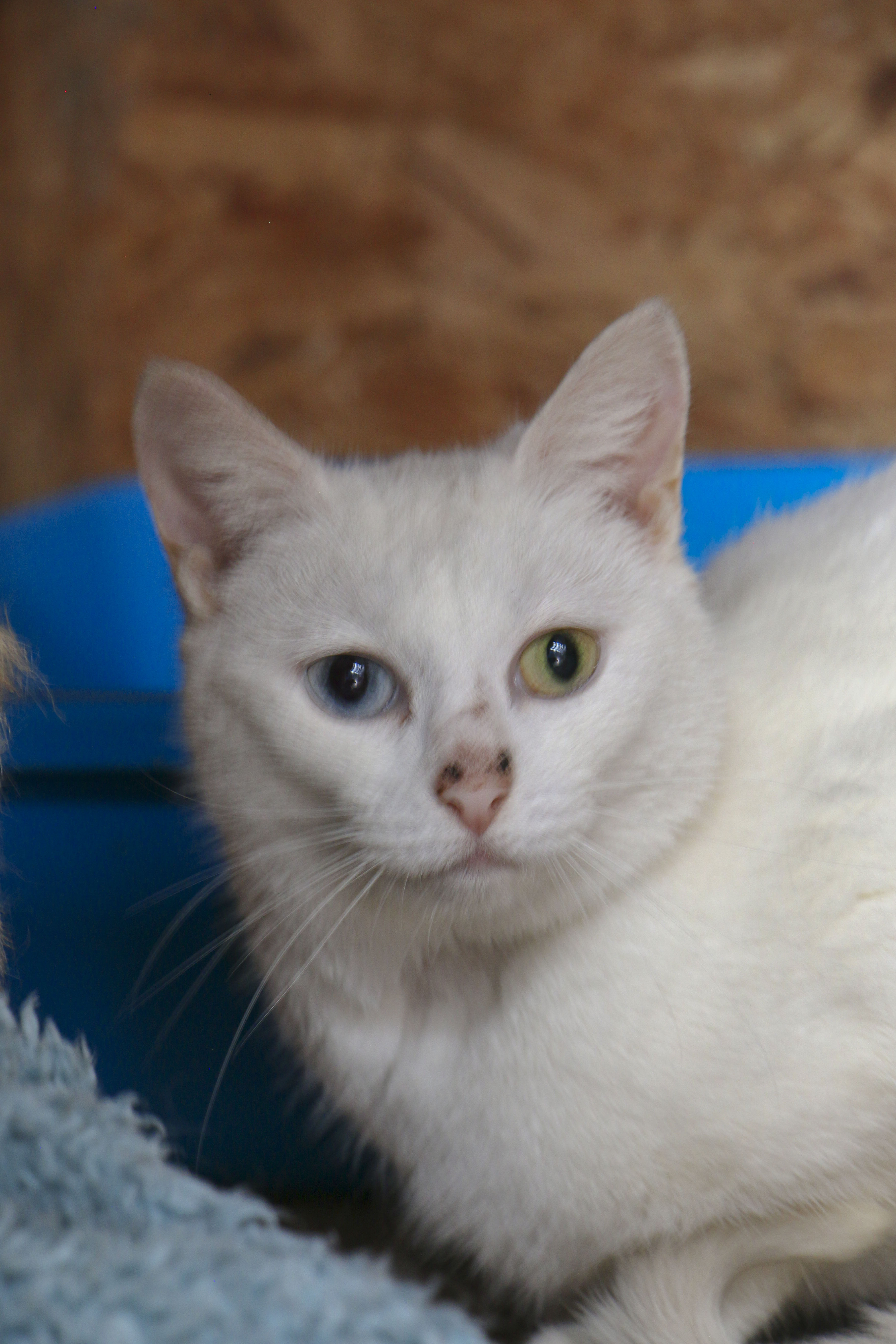 Banbury Animal Rescue and Kindness Service (BARKS)