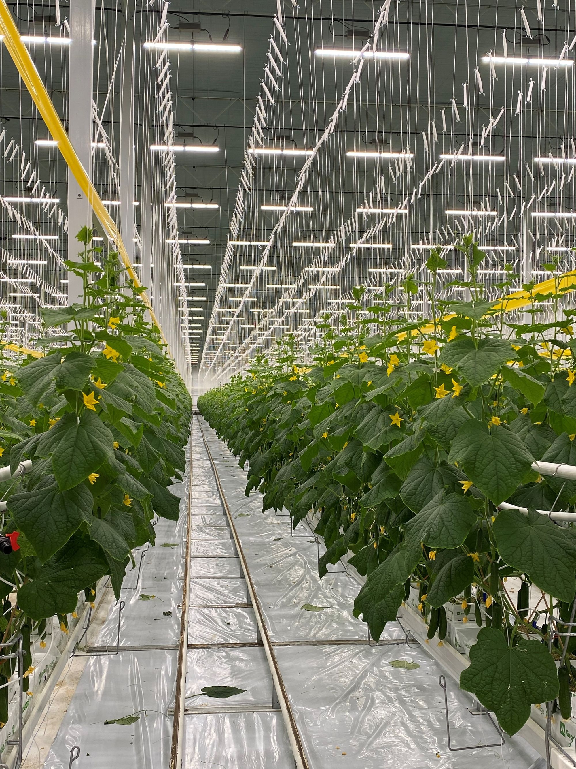 Canadian Greenhouse Operations