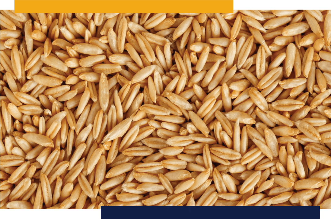 Our Products | Oats
