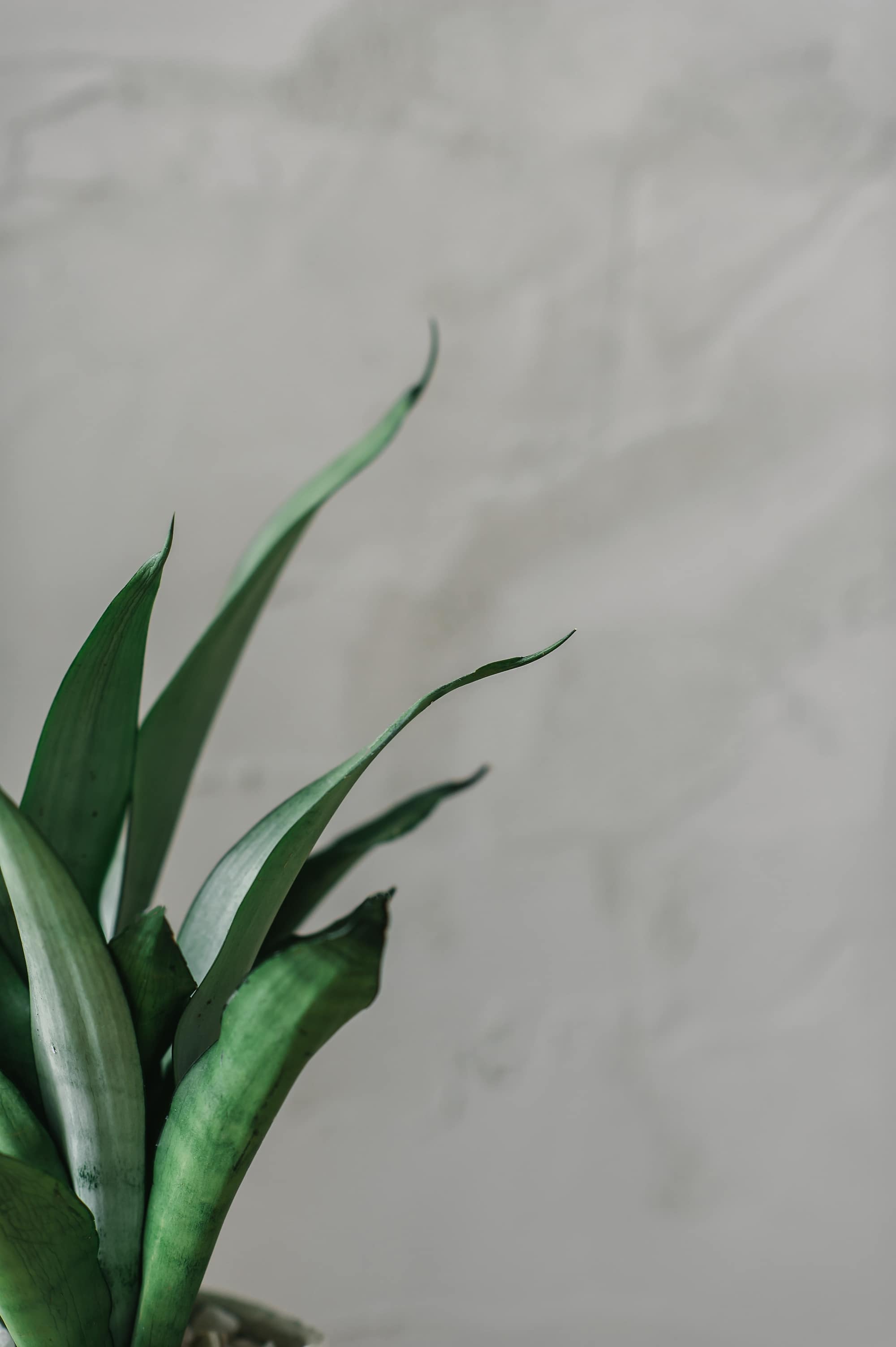 cloverleaf-photo-gallery