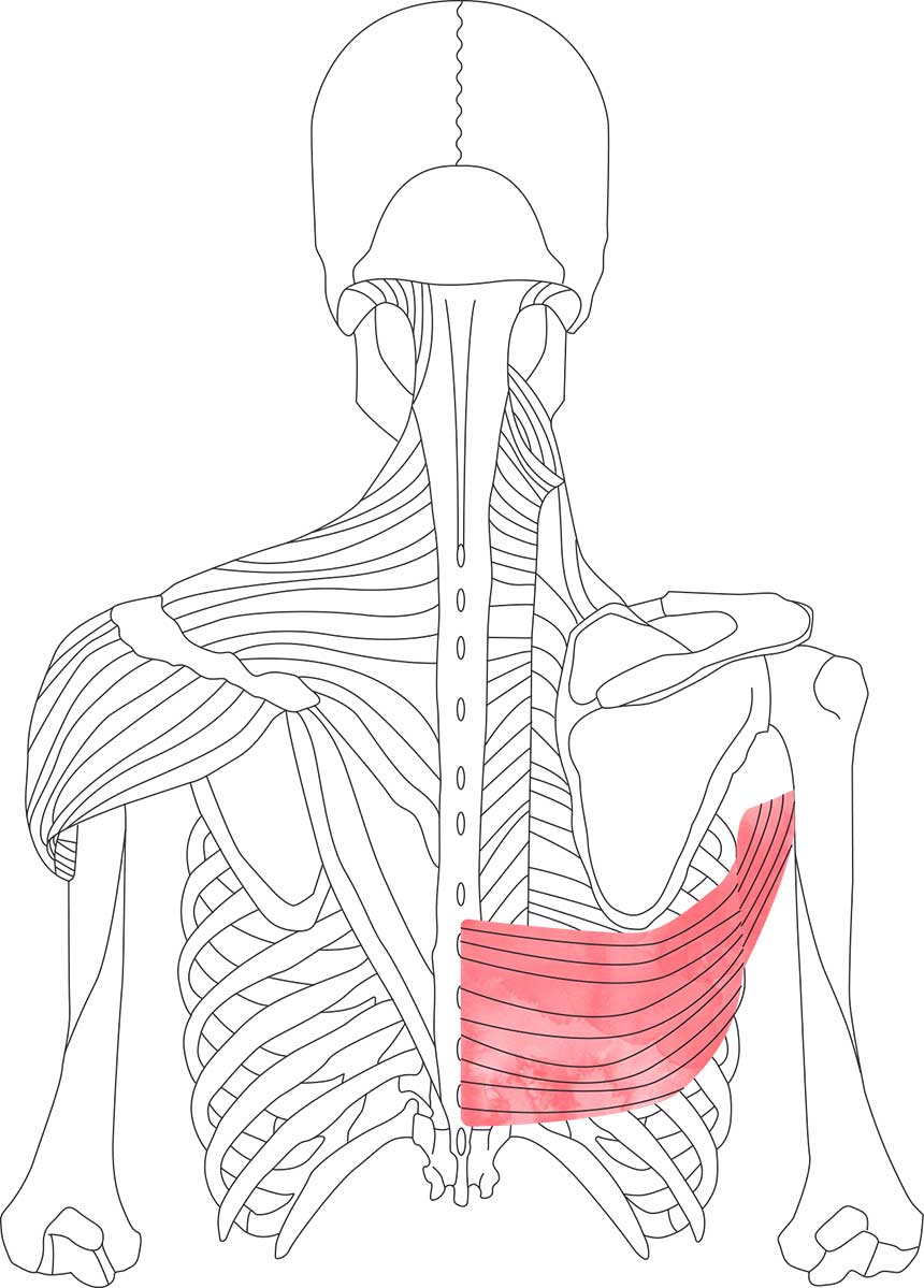 Lat Dorsi Transfer - Shoulder Clinic