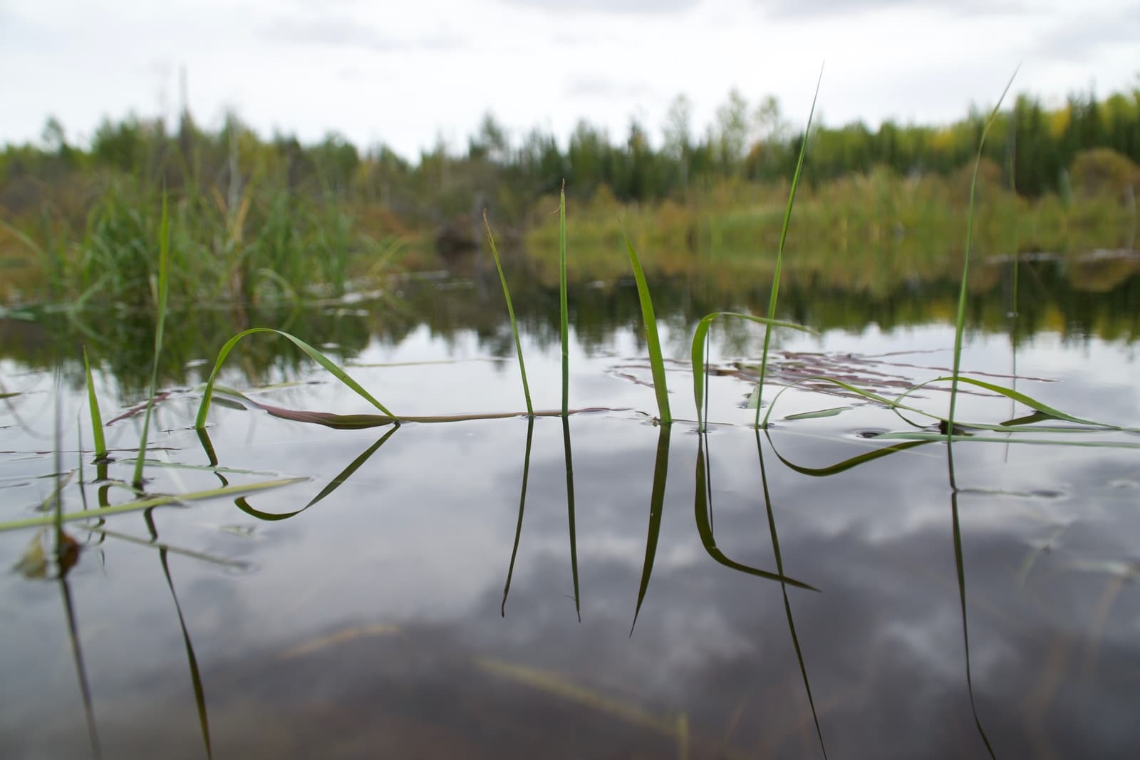 Native Clan Organization