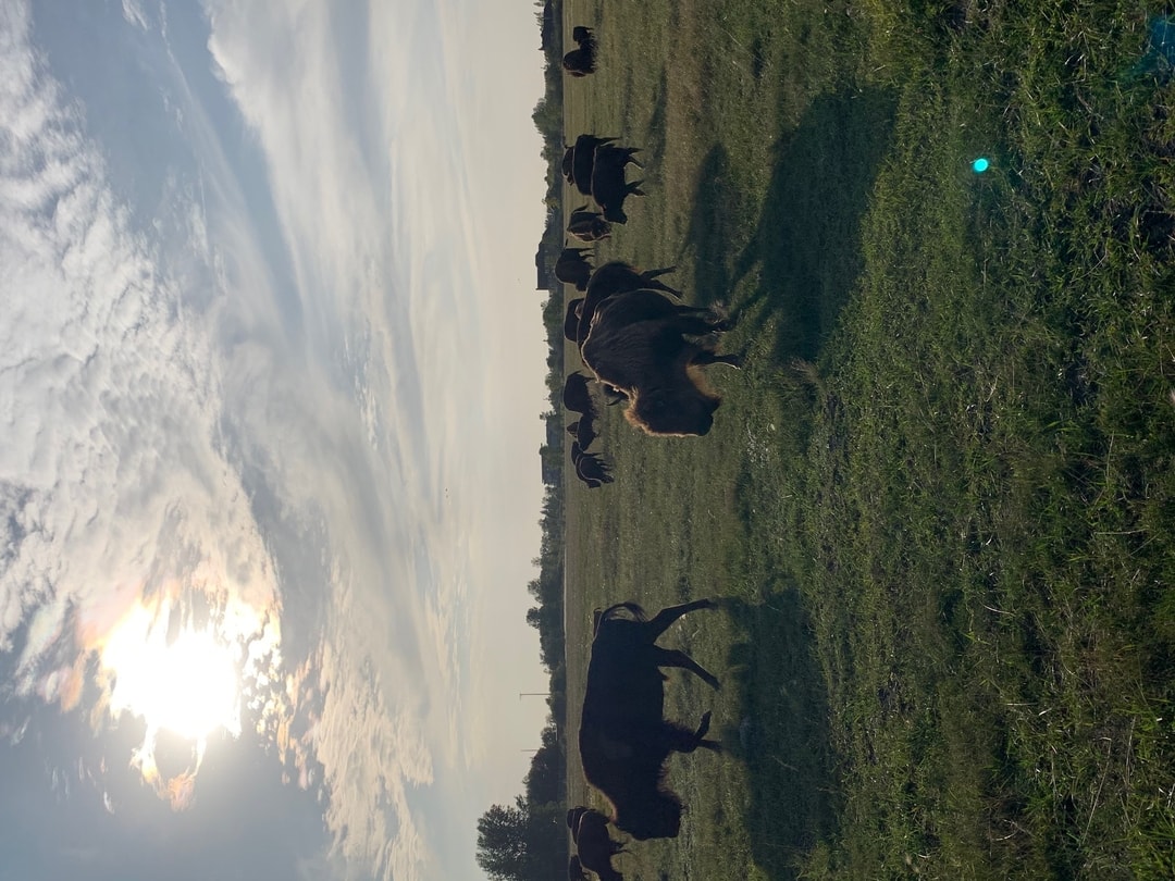 Native Clan Organization