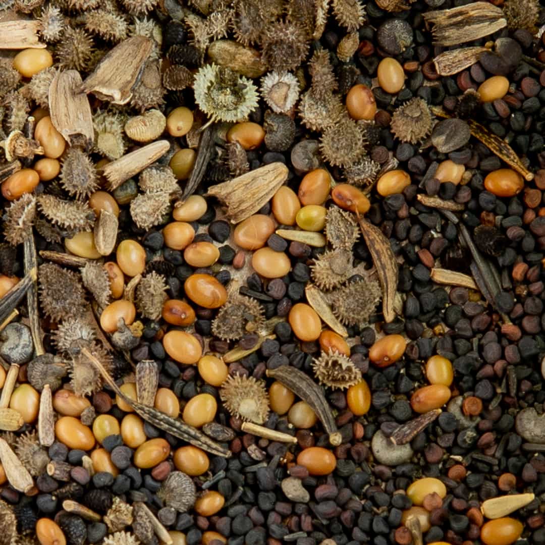 Order Butterfly & Hummingbird Wildflower Seed Mix Online | Organic Soil ...