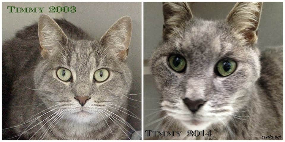 Feline Hyperthyroidism | The Cat's Meow Veterinary Hospital