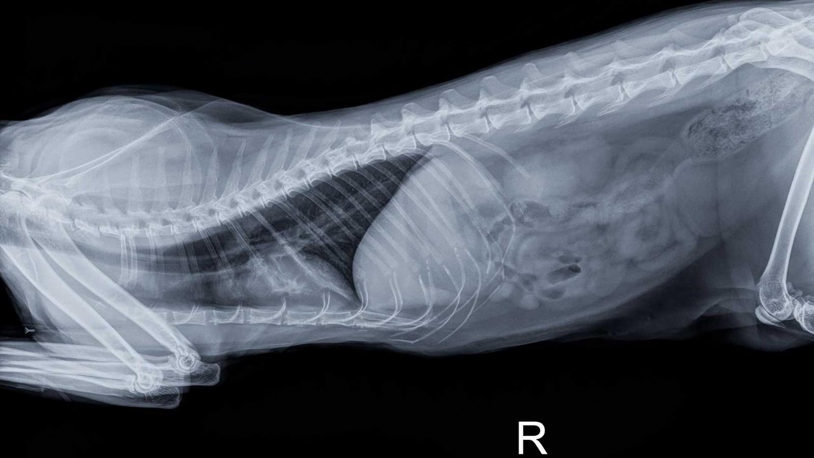 Behind the Exam: Digital Radiography | The Cat's Meow Veterinary Hospital