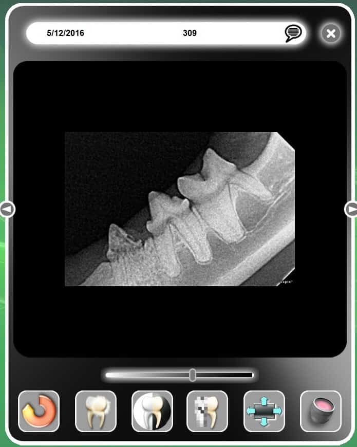 Behind the Exam: Digital Radiography | The Cat's Meow Veterinary Hospital