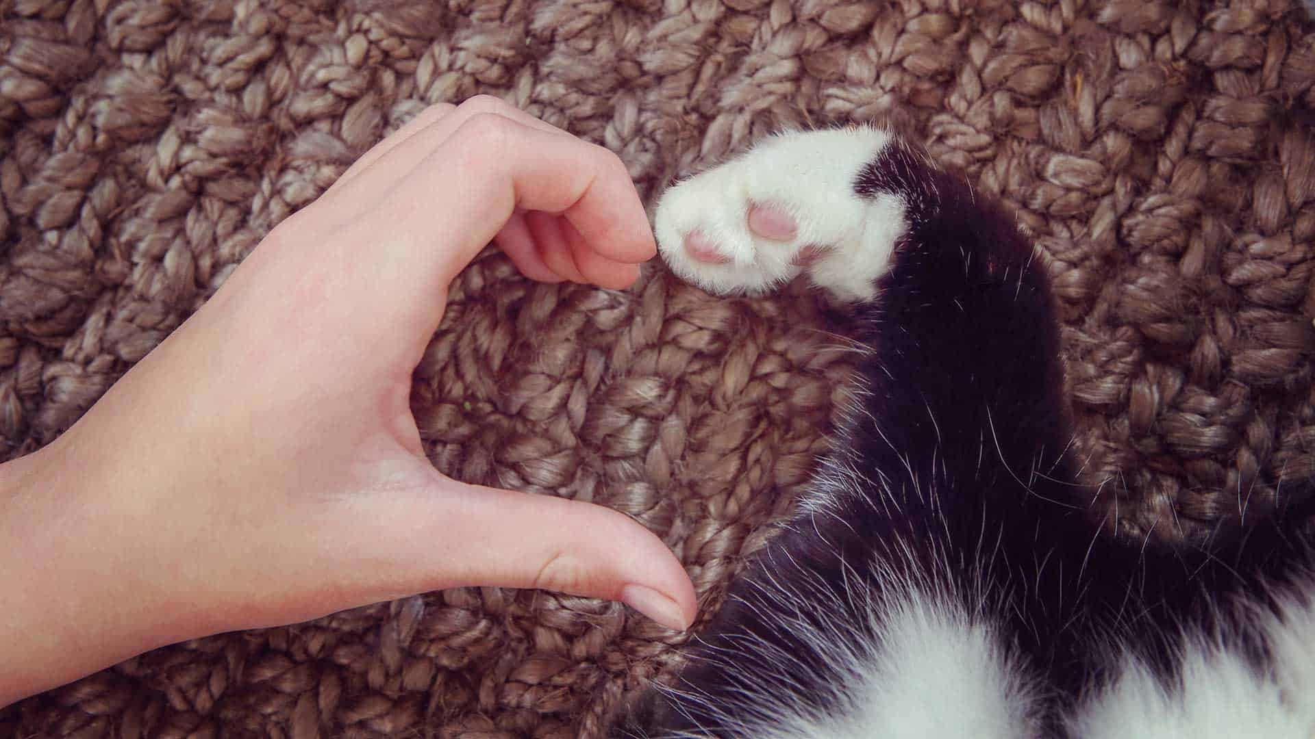 What is a Cat Friendly Practice | The Cat's Meow Veterinary Hospital