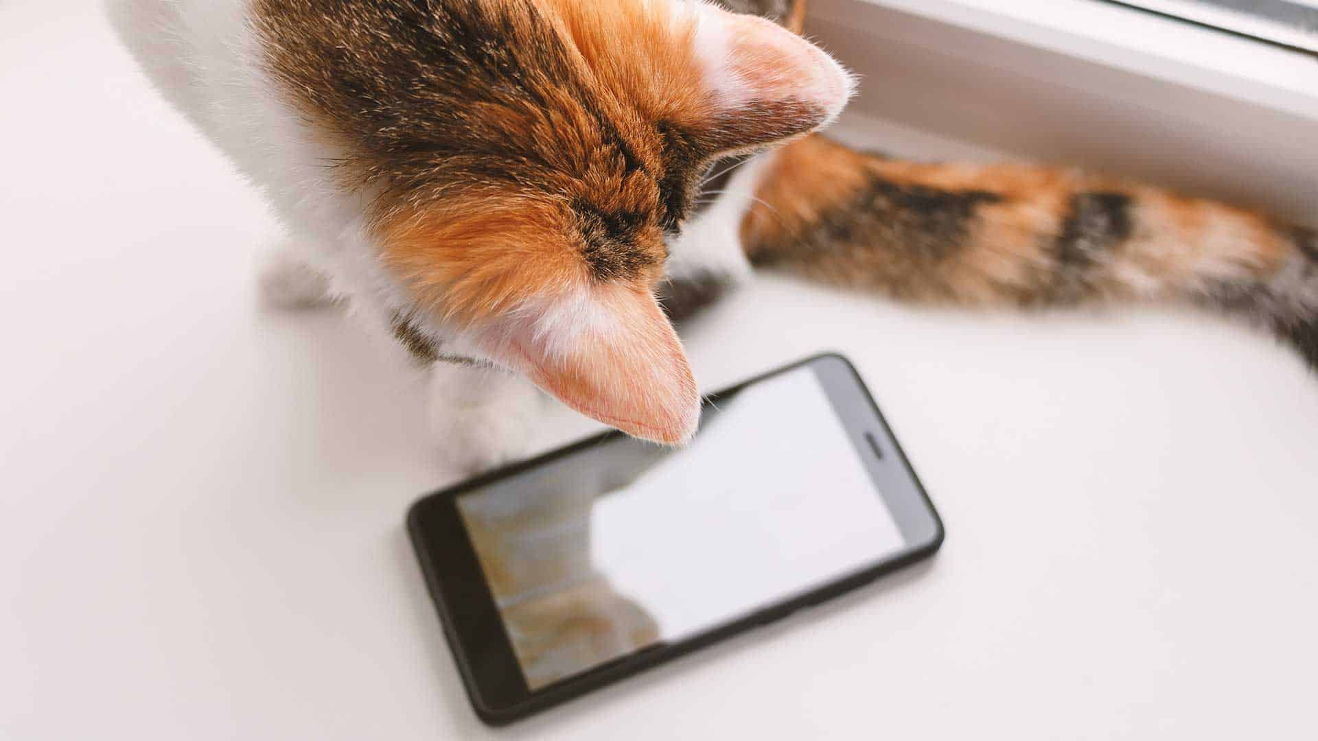 New Mobile App | The Cat's Meow Veterinary Hospital