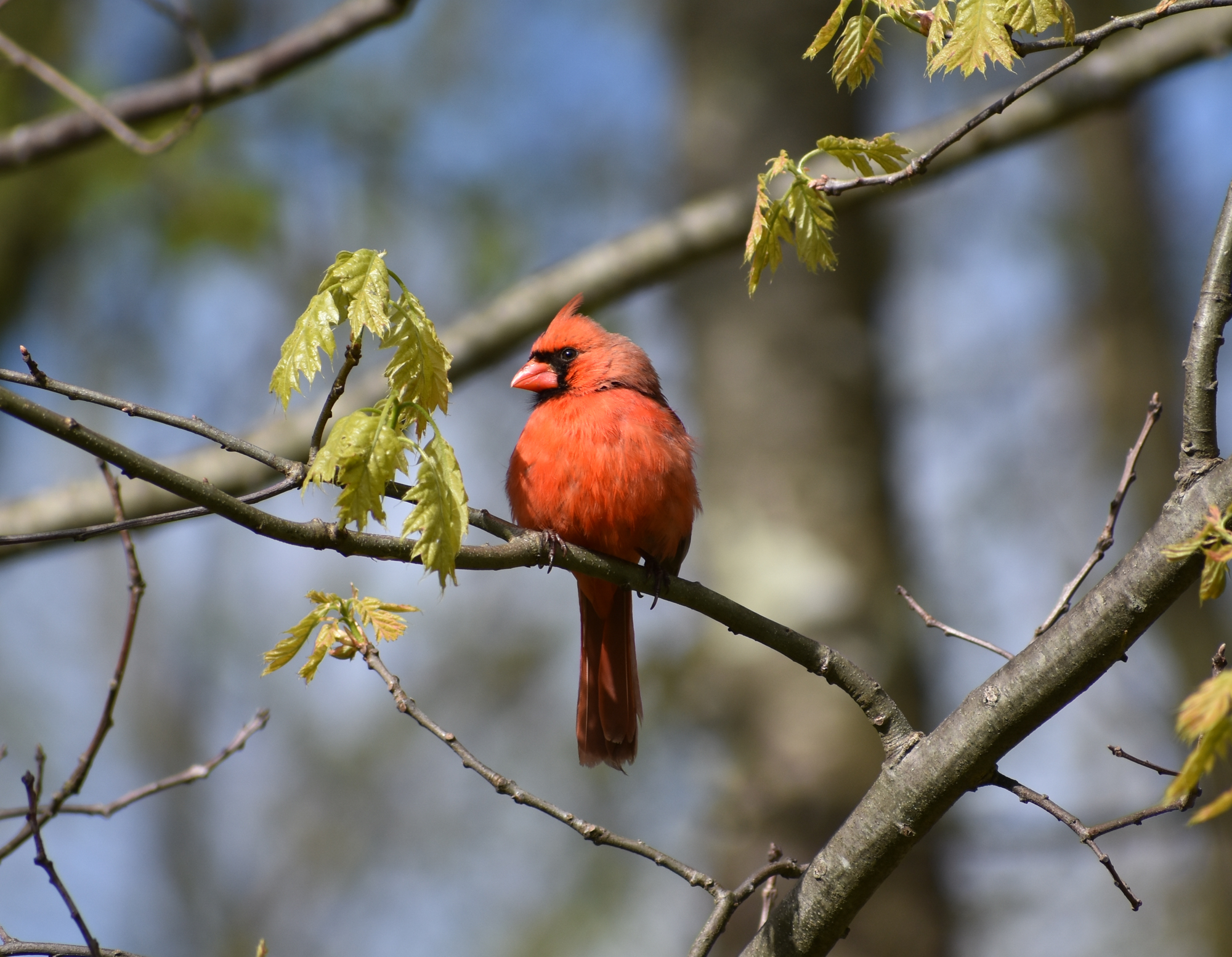 Exploring Birds: How to attract Northern Cardinal