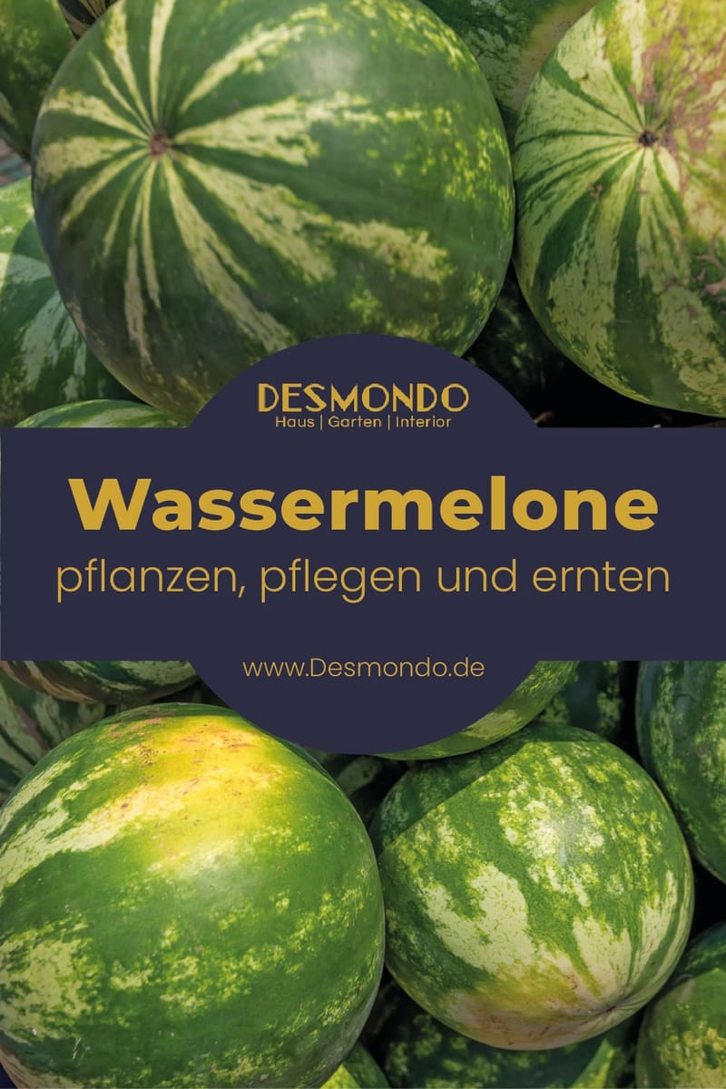 Wassermelone pflanzen, pflegen und ernten