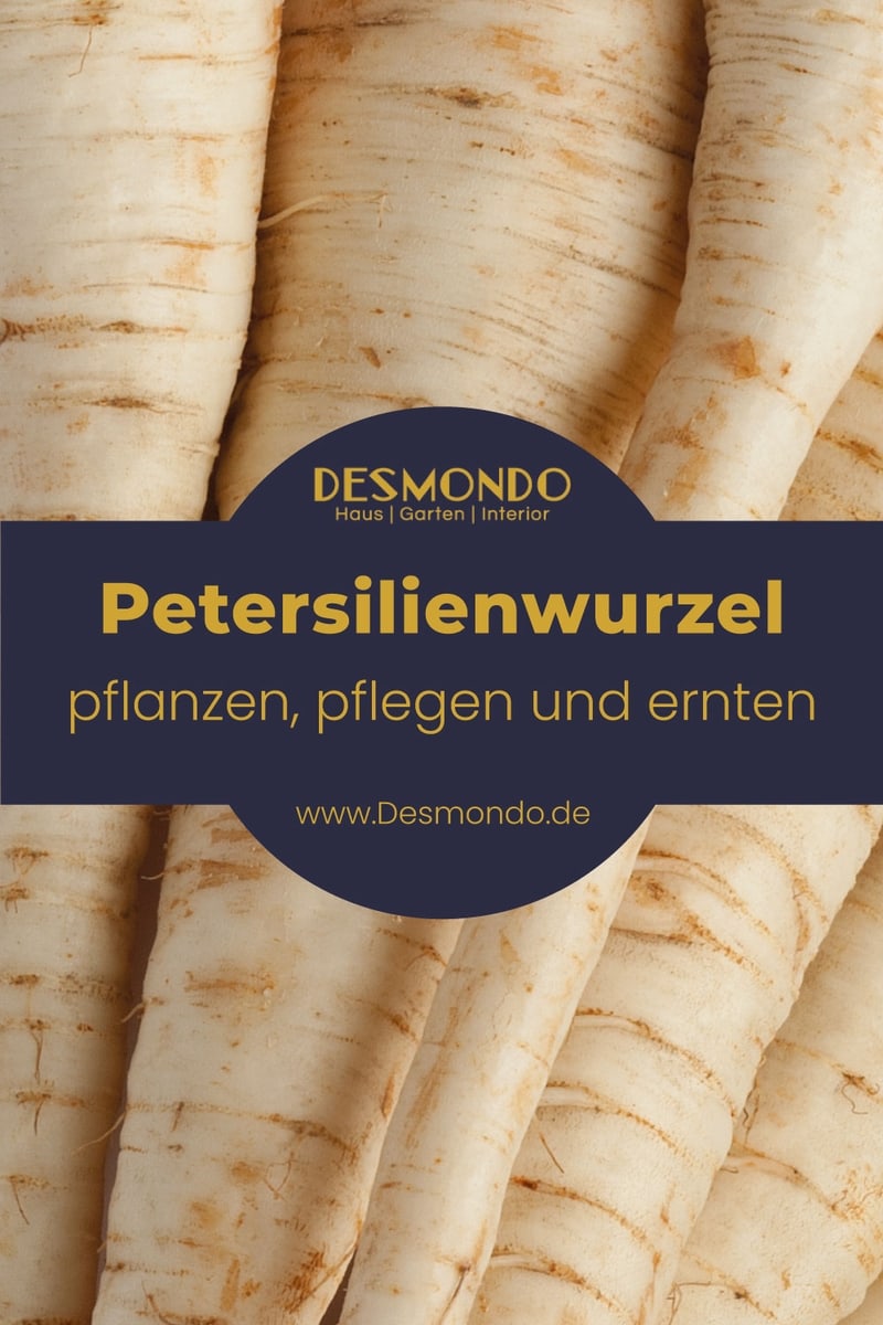 So pflegt und erntet ihr Petersilienwurzel