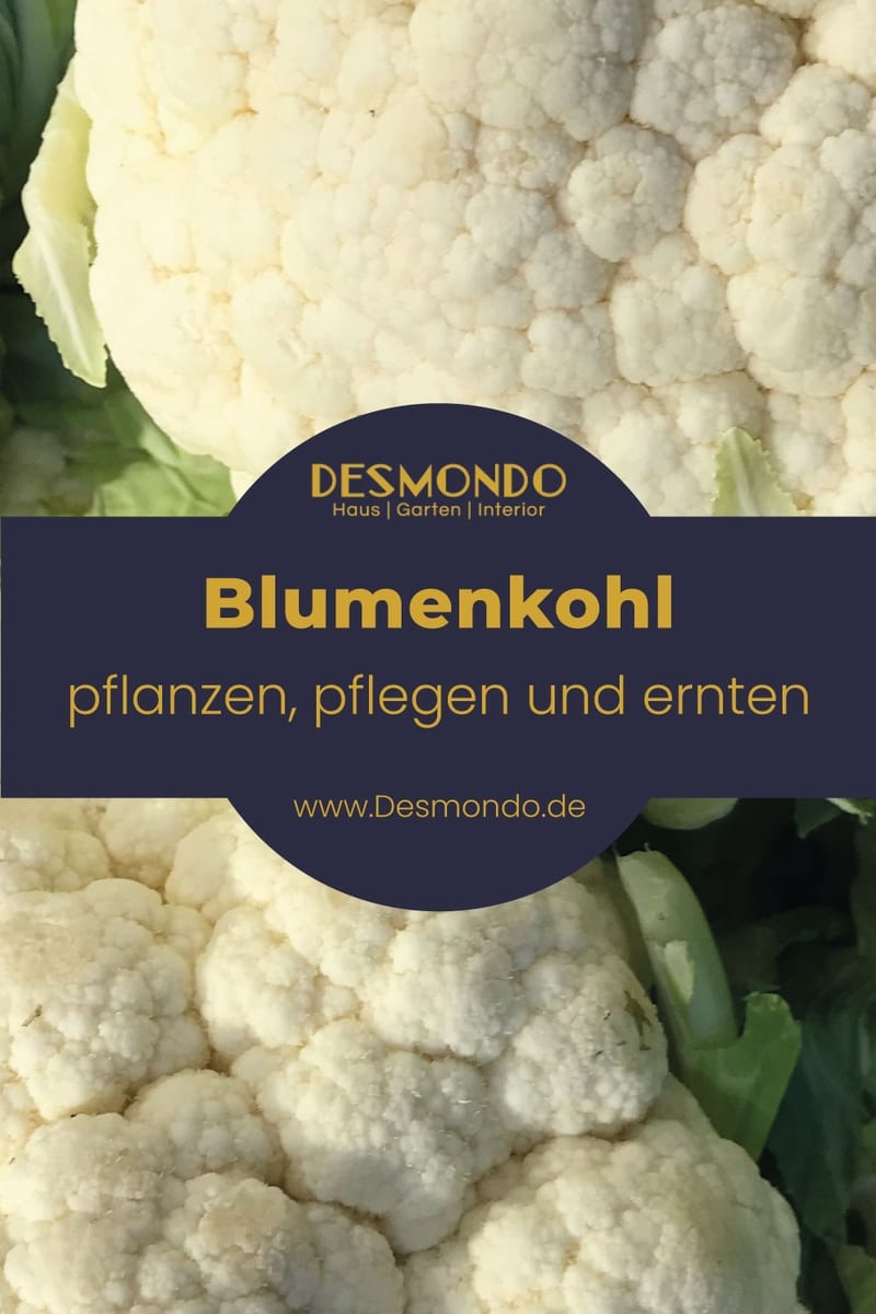 Blumenkohl: Anbau und Pflege