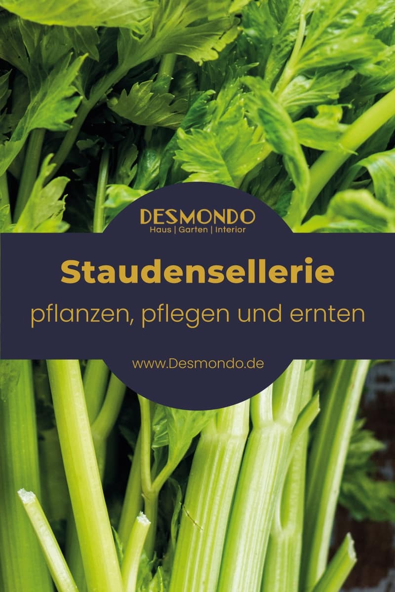 Staudensellerie: Anbau und Pflege