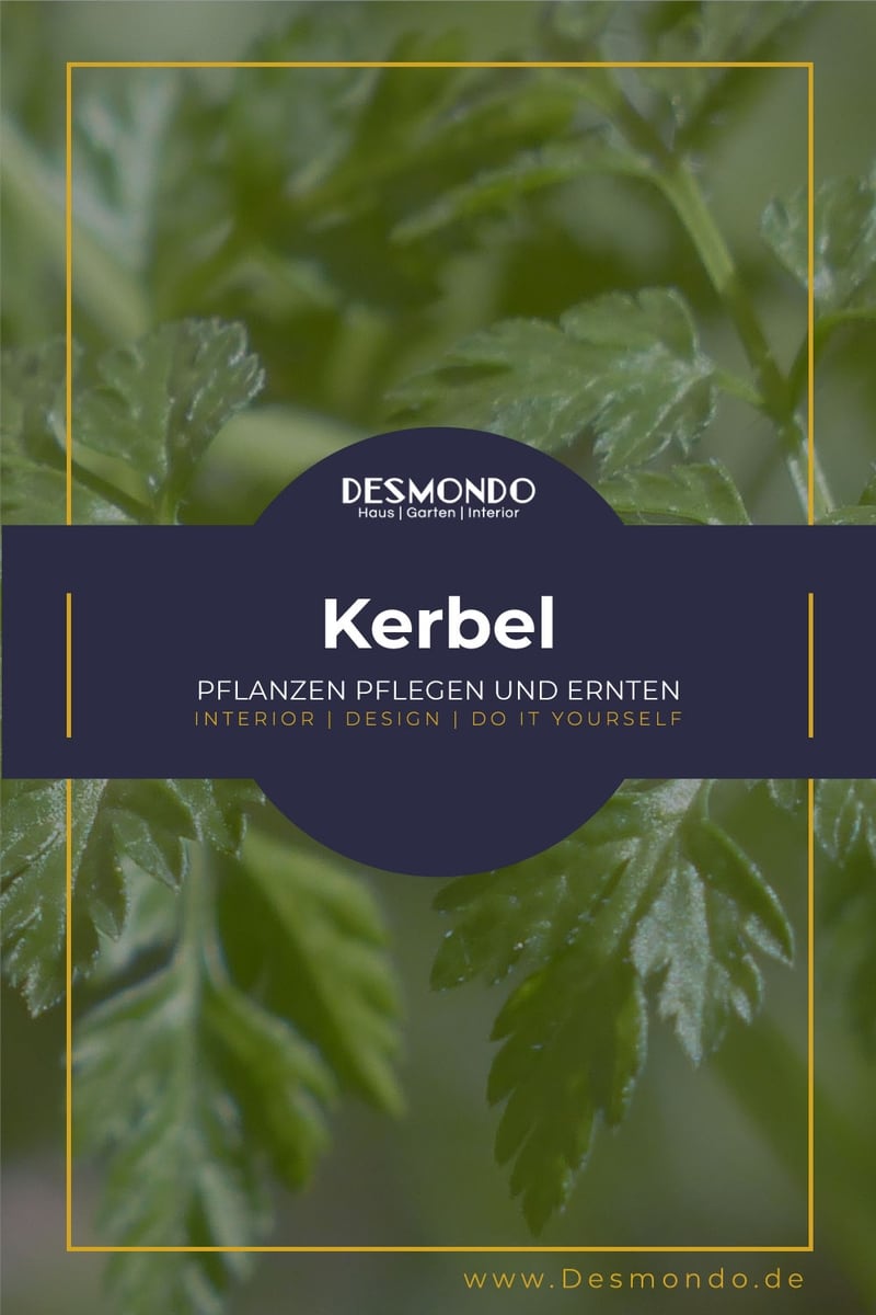 Alles, was ihr über Kerbel wissen müsst