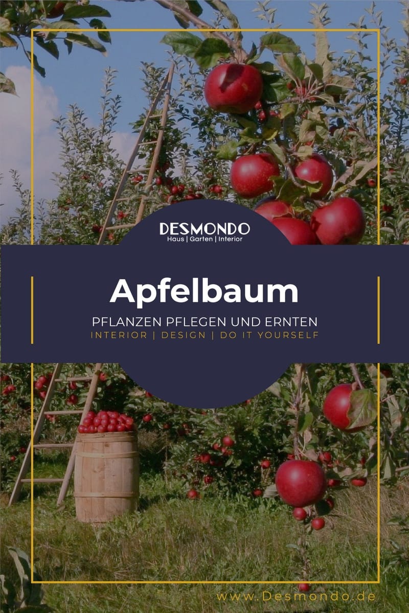 Alles was ihr über den Apfelbaum wissen müsst
