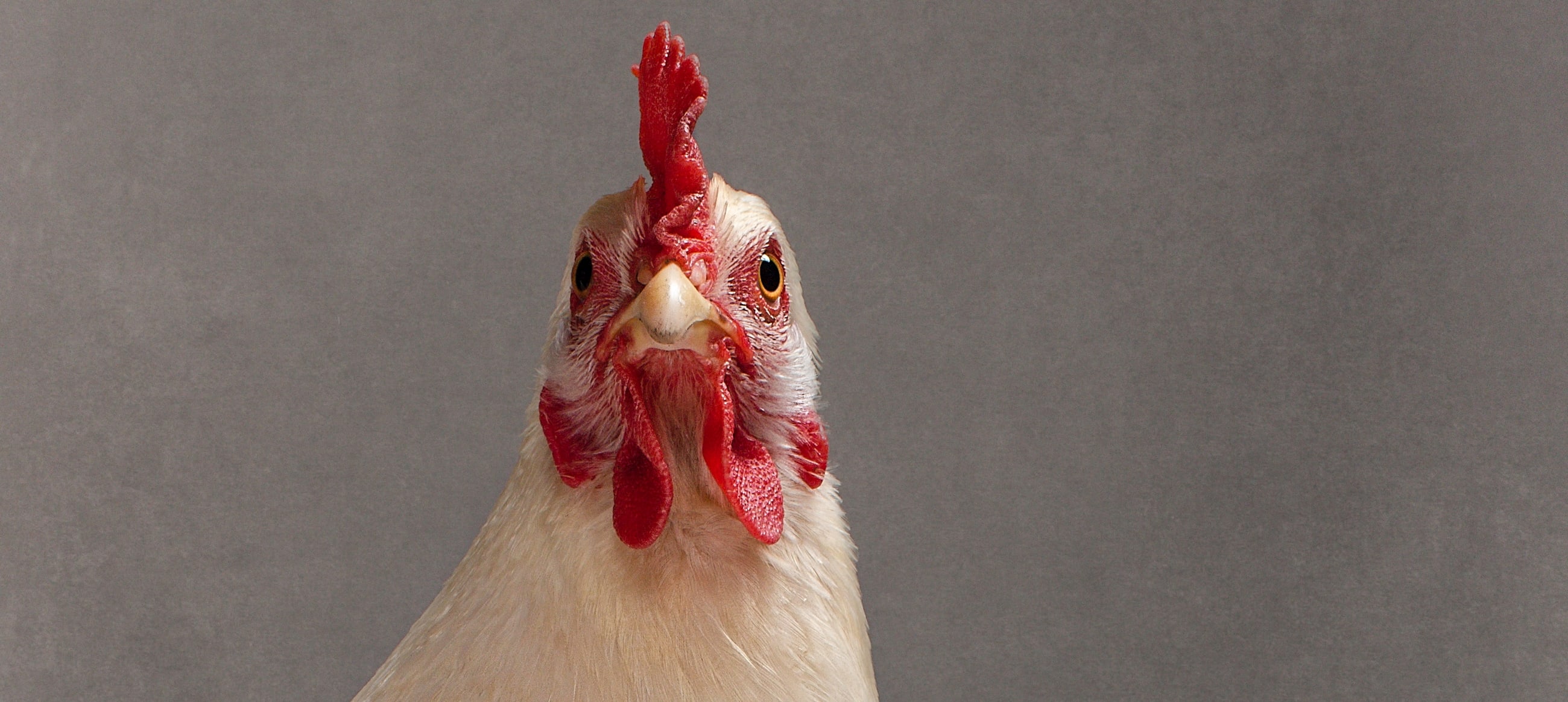 EstepWorks Photography — Chicken Portraits. Yes!