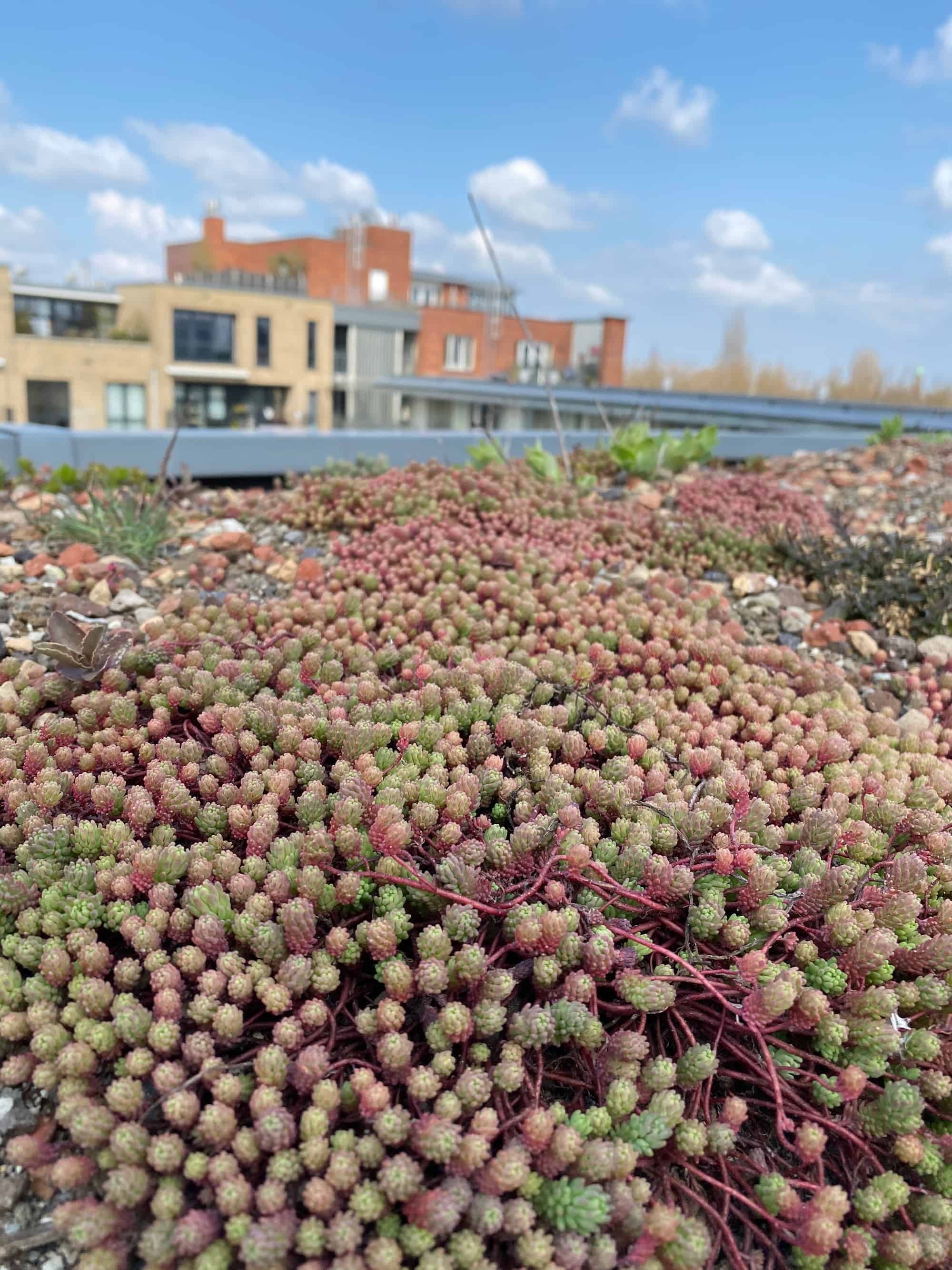 Uw VvE verduurzamen? Solar Sedum heeft 8 jaar ervaring met VvE's