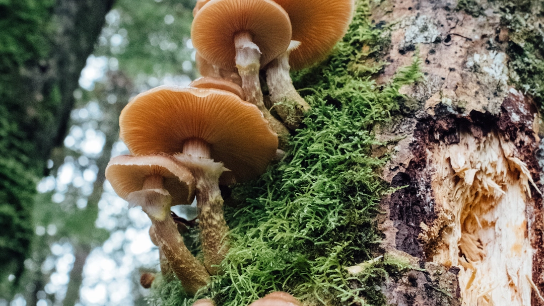 Marton Wood walk with Fungi Expert