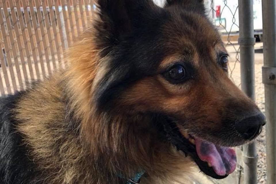 What Is My Pet s real Age 