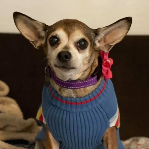 Adopt from FLPS: Meet the dogs