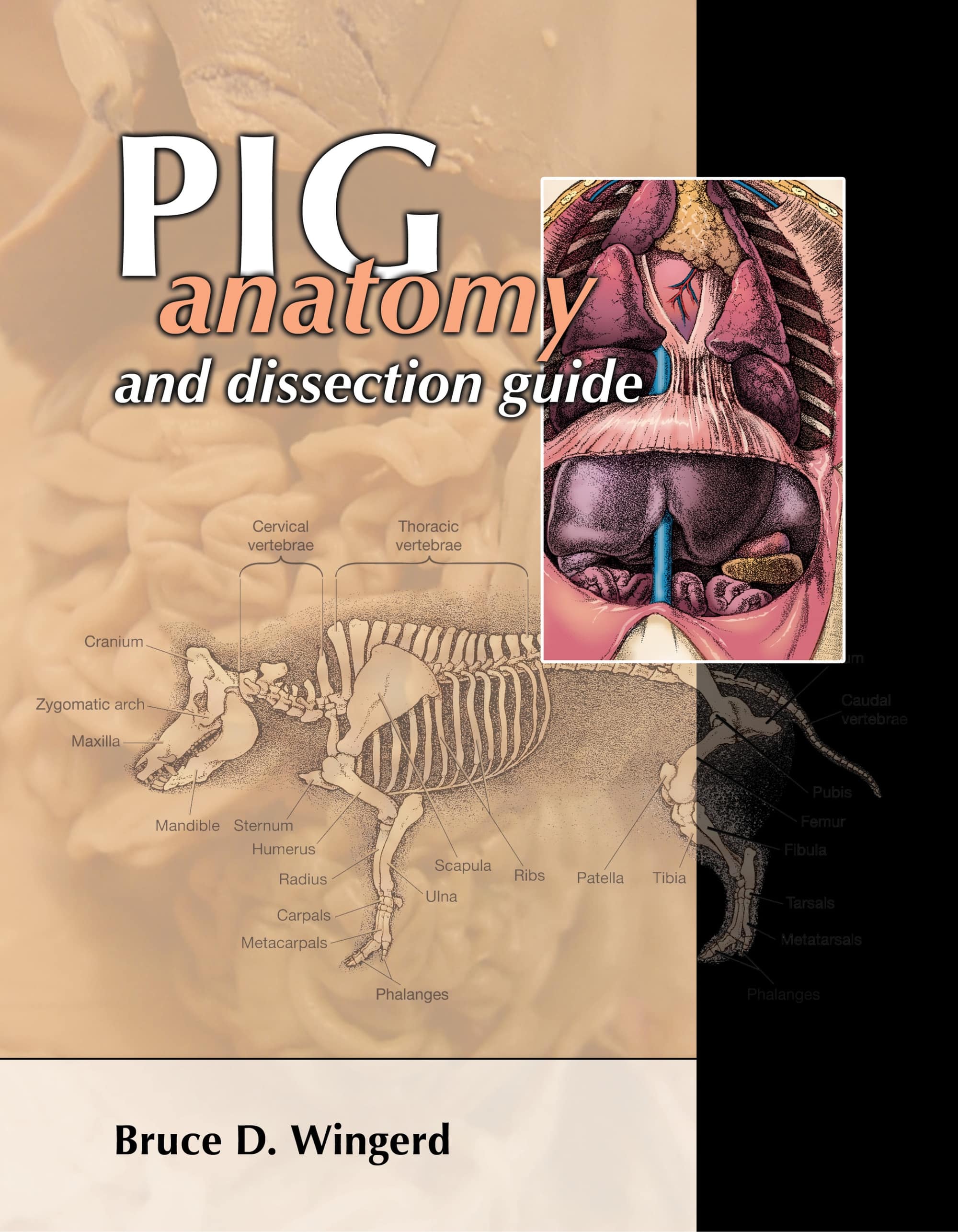 Pig Anatomy and Dissection Guide • bluedoor Publishing
