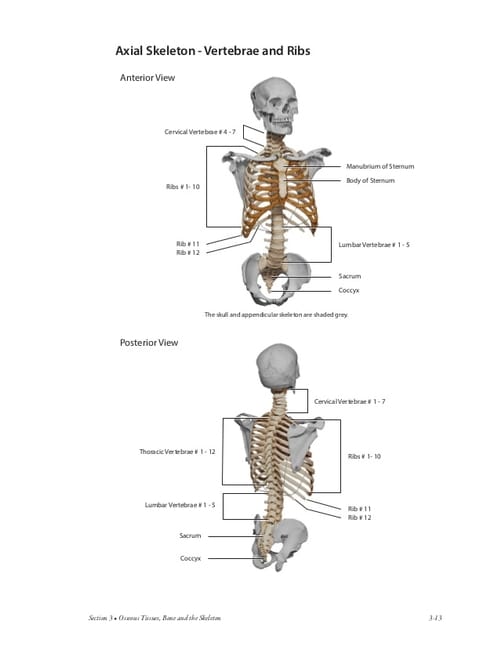 Atlas of Anatomy for Allied Health • bluedoor Publishing