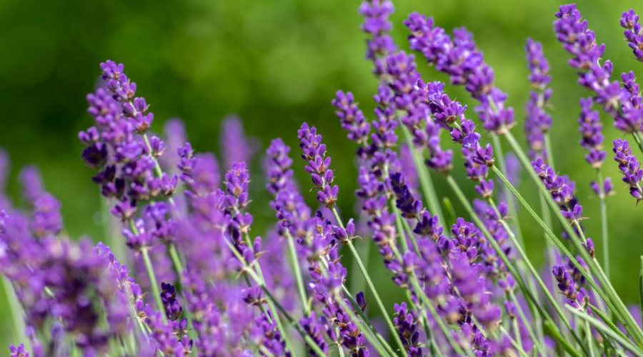 maclean | Blog | The Art of Aroma: Using Scent to Enhance Your ...